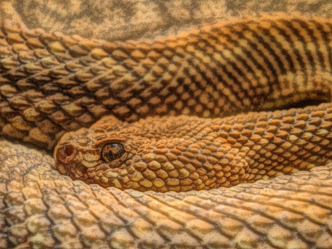 Rêver de Serpent Islam : Significations & Symbolisme | Snake Elegance